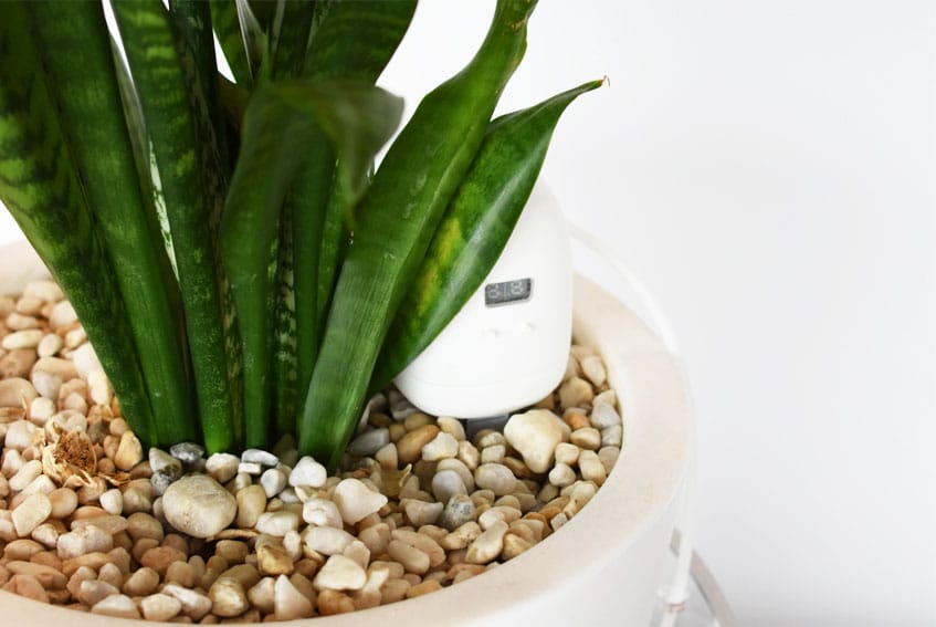 Does watering your plants with tea work? - PlantMaid