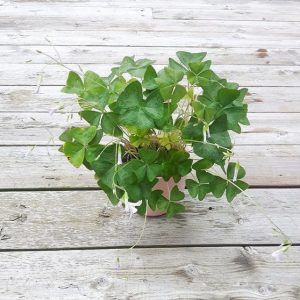 Oxalis Triangularis - Part 2 - PlantMaid