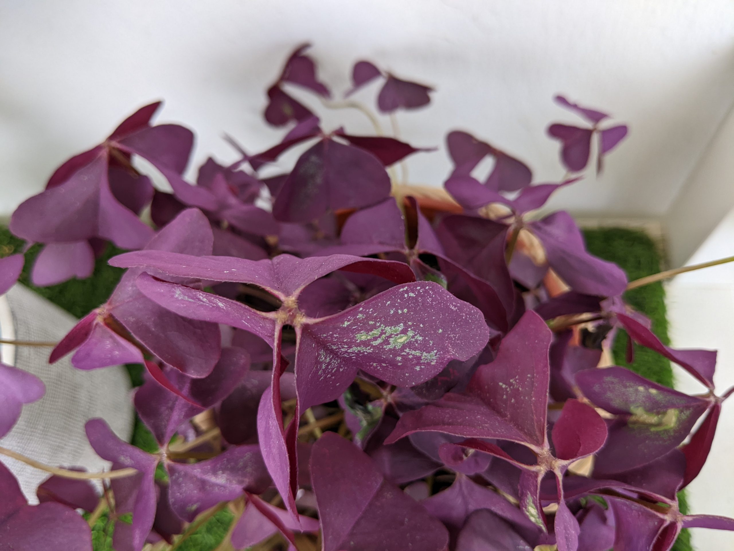 Oxalis Triangularis - light and watering - PlantMaid