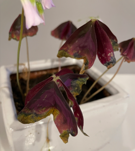 Oxalis Triangularis - light and watering - PlantMaid